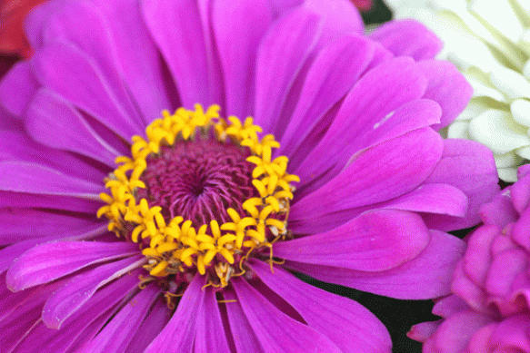 Gardening – Such the Like…