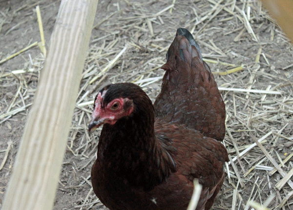 Such the Like… – Sundries and Whatnot